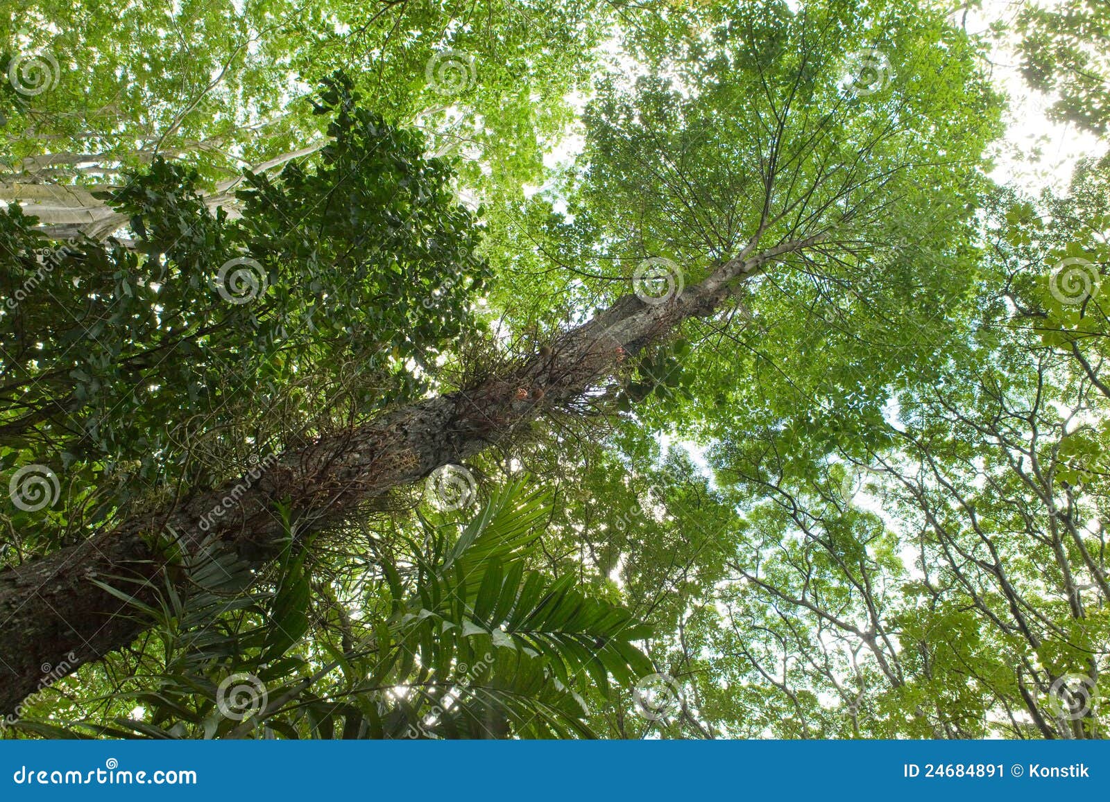 Trees of tropical climate stock image. Image of heaven - 24684891