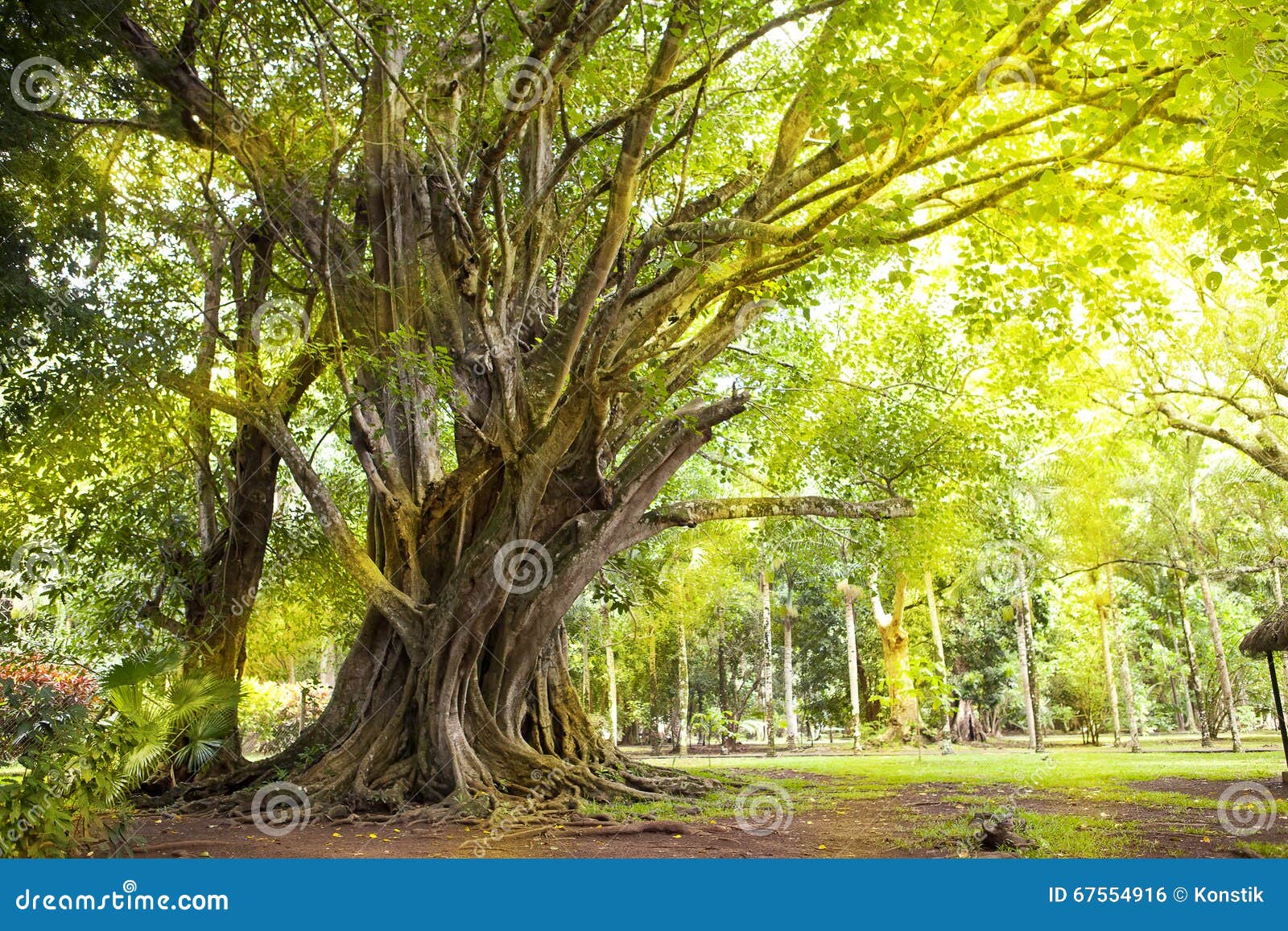 Trees of Tropical Climate. Mauritius Stock Photo - Image of outdoor ...