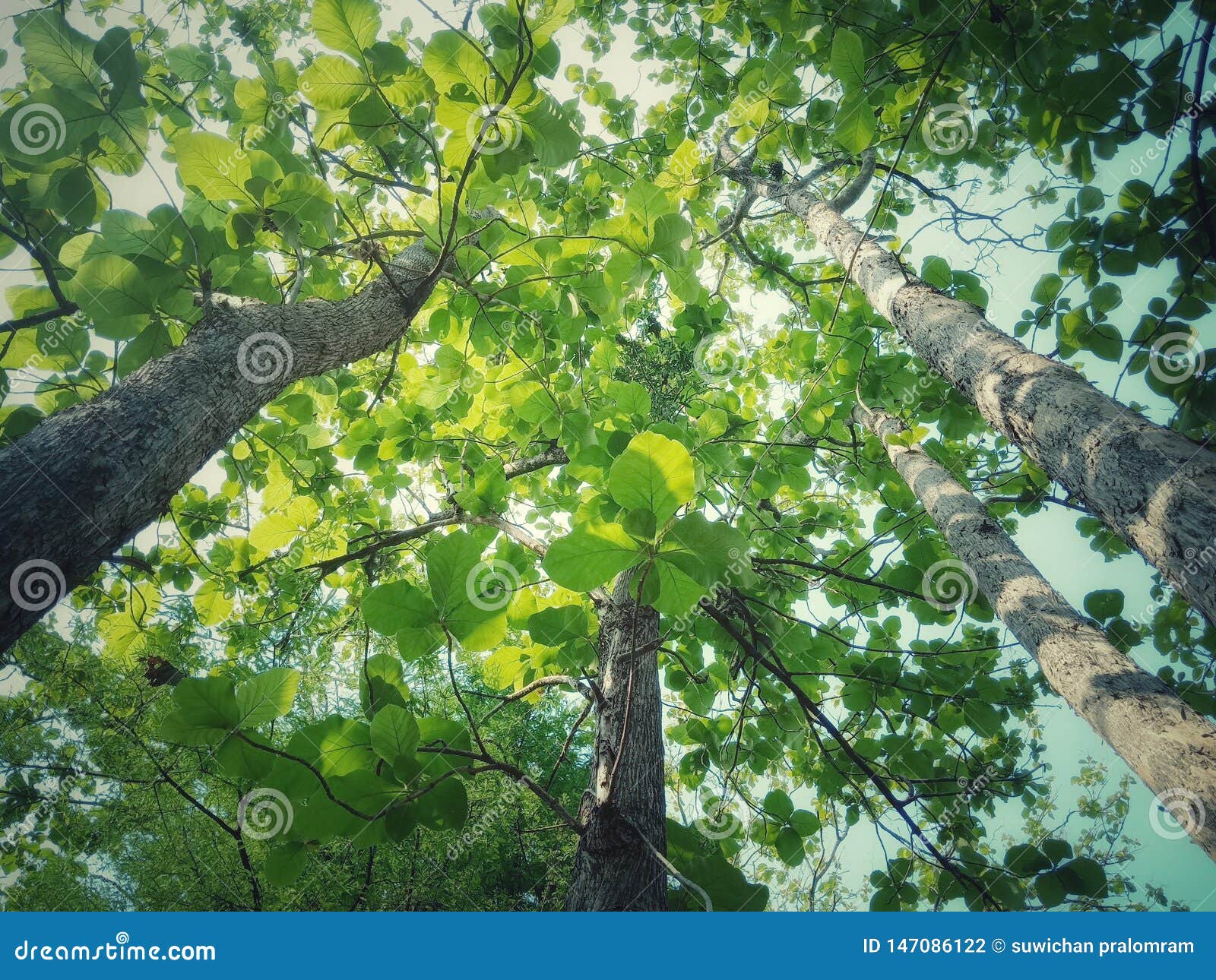 Tree elevation stock photo. Image of branch, outdoor - 147086122