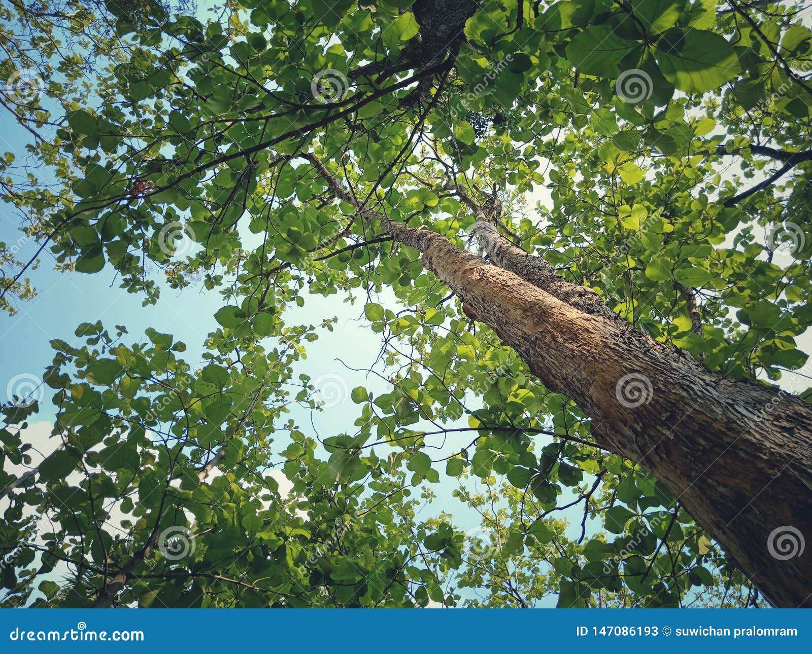 Tree elevation stock image. Image of grass, outdoors - 147086193