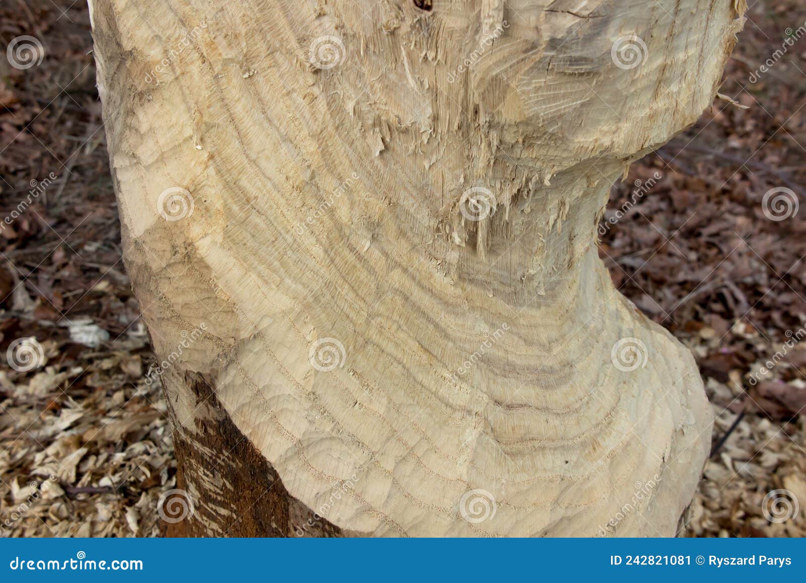 Trees with a Trunk Bitten by Beavers Stock Image - Image of closeup ...
