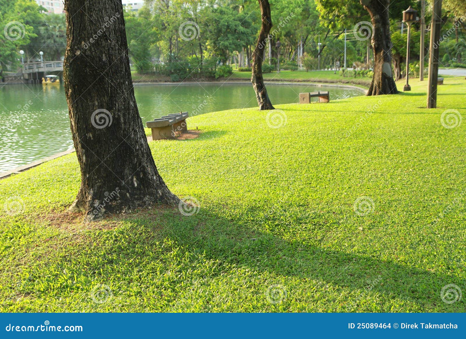 Trees Trunk and Green Grass Field Stock Photo - Image of landscape ...