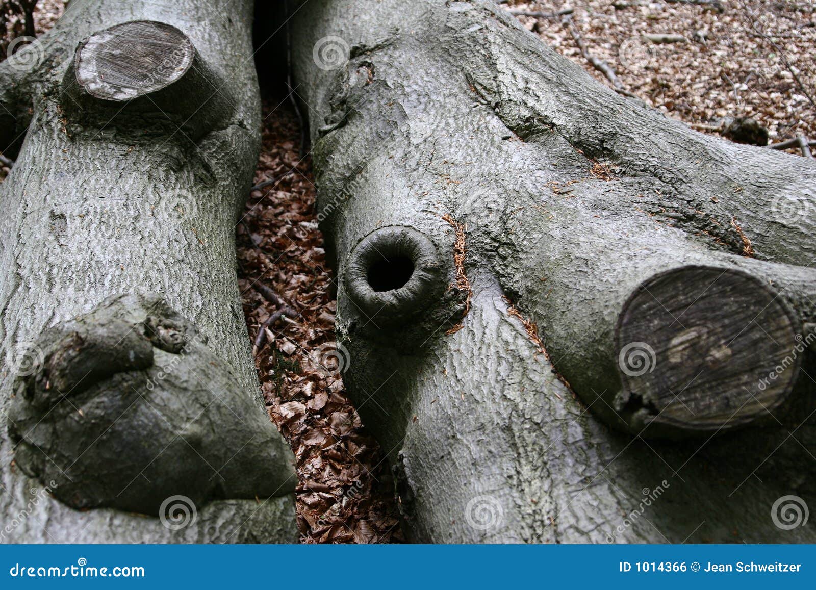 Trees and trunk an roots stock photo. Image of rural, season - 1014366