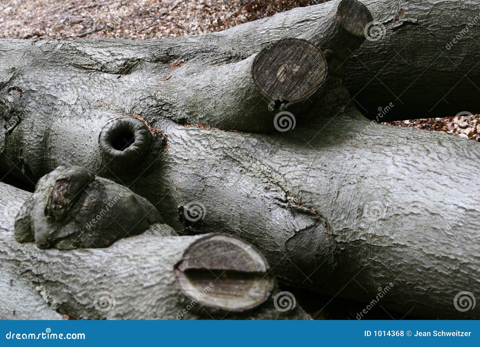Trees And Trunk An Roots Picture. Image: 1014368