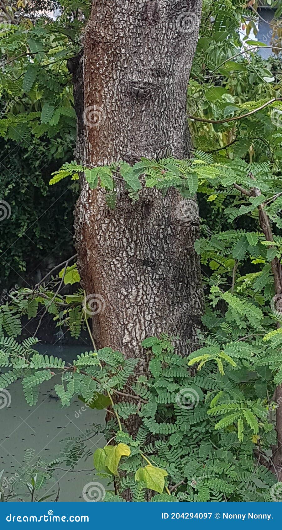 The Trees Trunk in Small Garden Forests Stock Image - Image of leaf ...