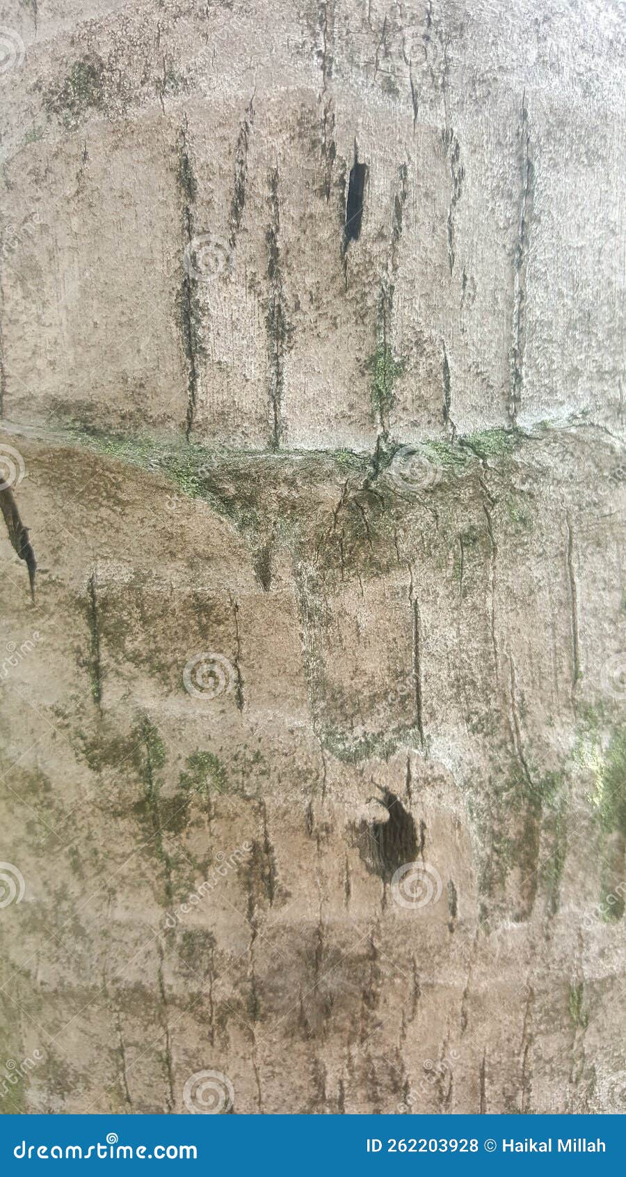 Trees Trunk Texture Wallpaper Background Stock Photo - Image of texture ...