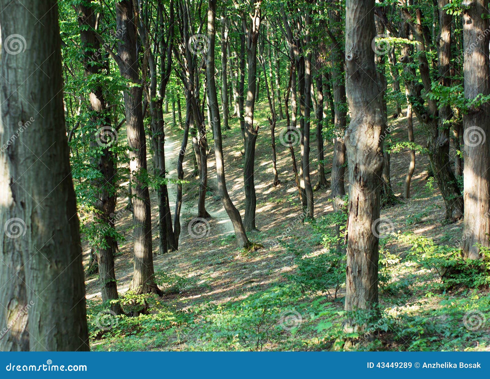 Trees Trunks in a Green Forest Stock Image - Image of grass, park: 43449289