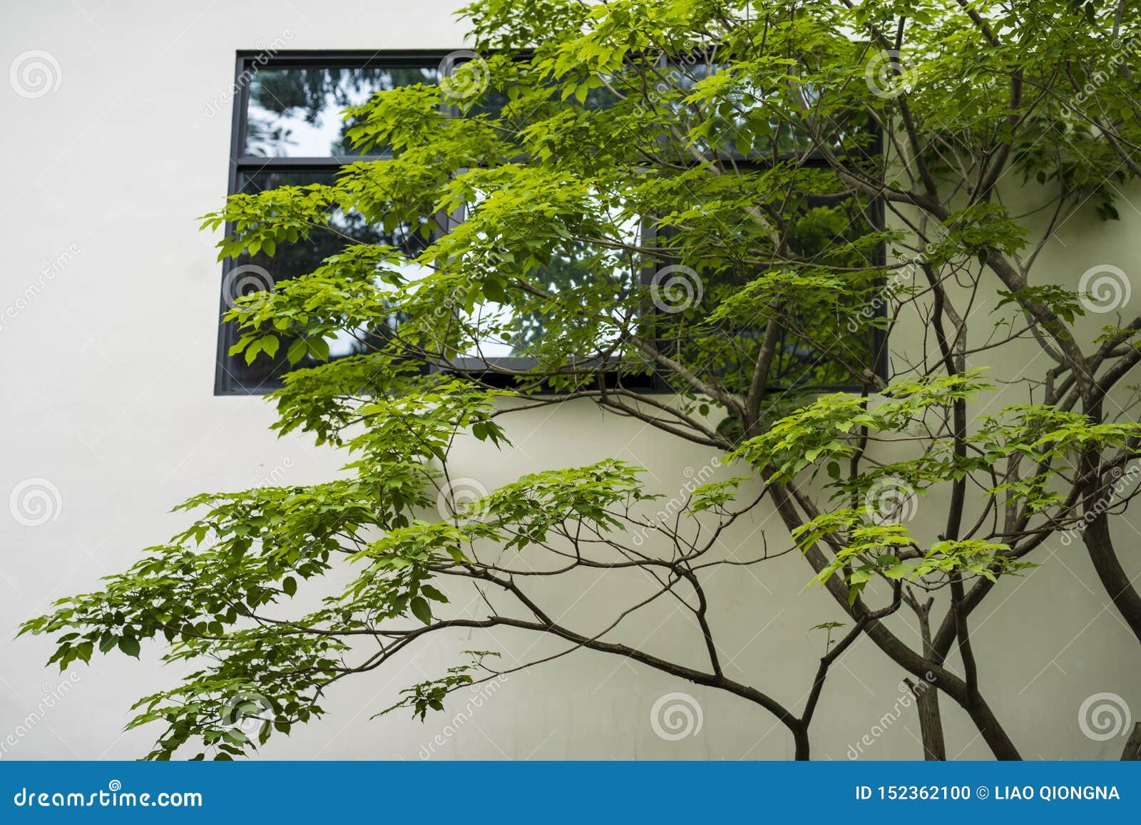 Trees and Trunks Outside the Window Stock Photo - Image of view ...
