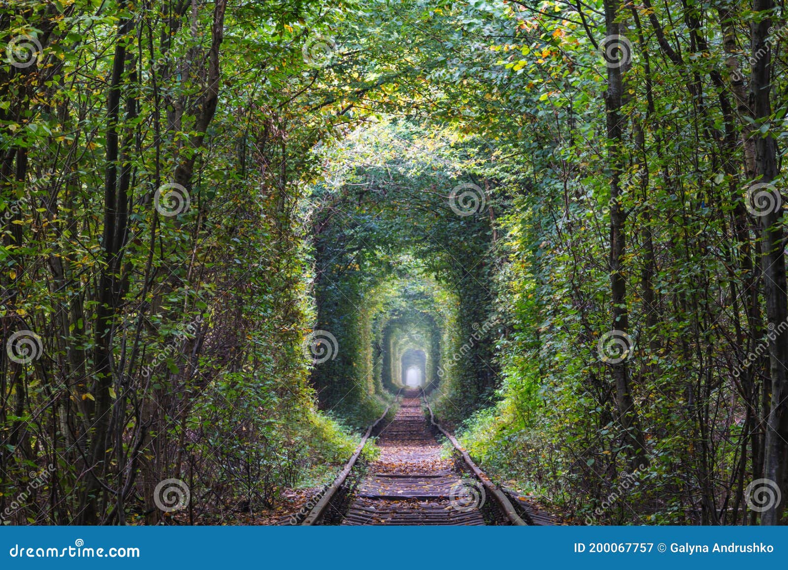 Trees tunnel stock image. Image of landscape, tree, symmetry - 200067757