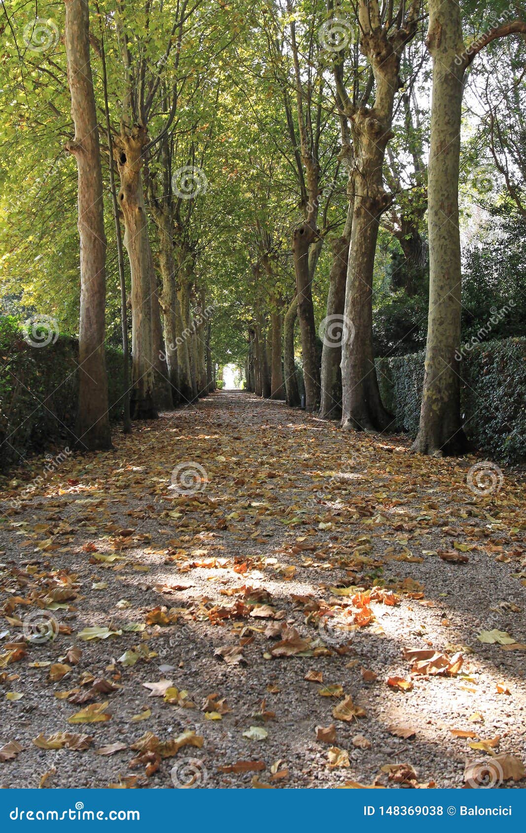 Trees Tunnel stock photo. Image of walkway, park, forest - 148369038