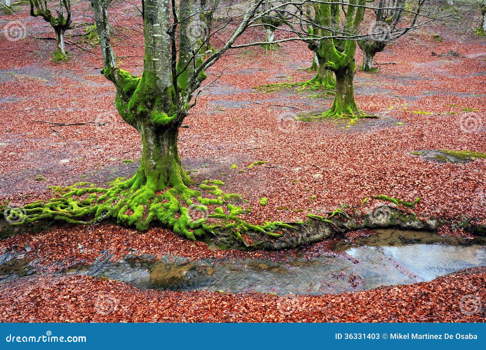 Trees with Twisted Green Tree Roots and Moss Stock Image - Image of ...