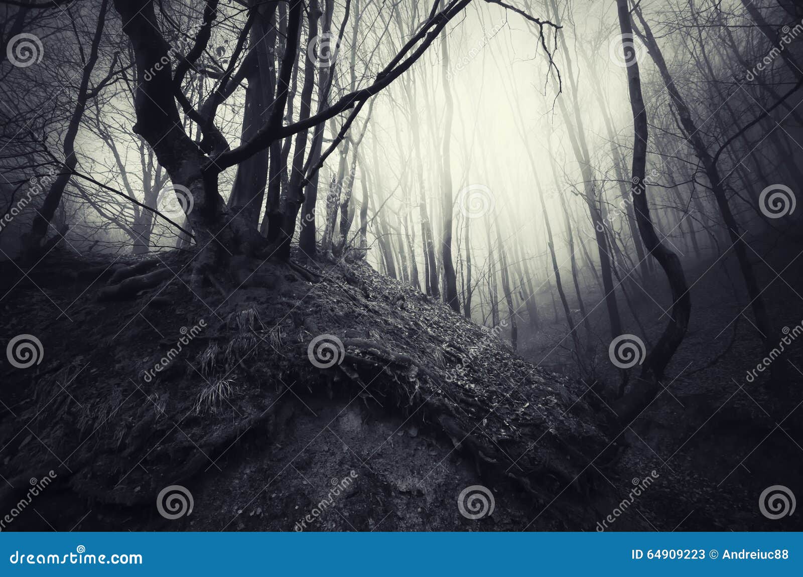 Trees with Twisted Roots in Haunted Forest Stock Image - Image of fall ...