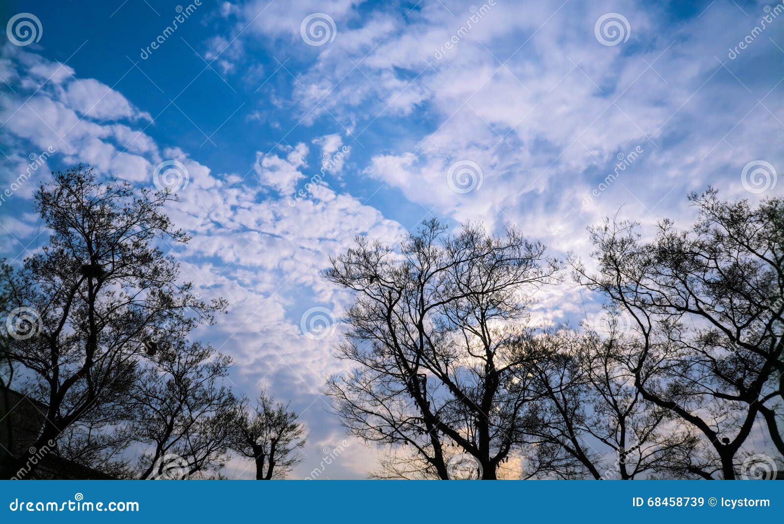 Trees Under Blue and Cloudy Sky Stock Image - Image of sunset, blue: 68458739