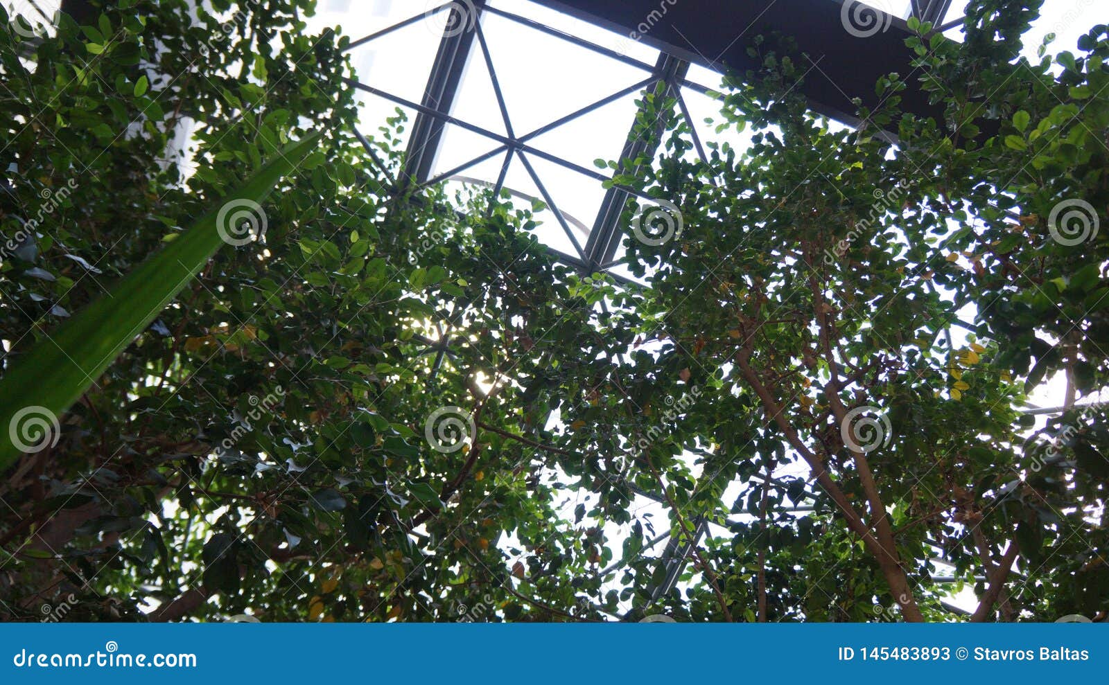 30,379 Trees Dome Photos - Free & Royalty-Free Stock Photos from Dreamstime