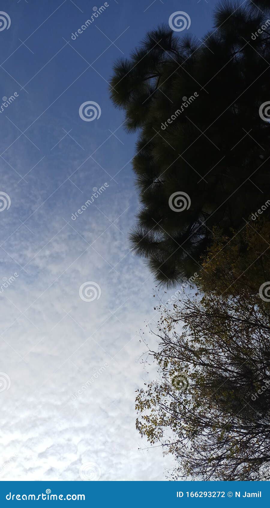 Trees Under a Half Cloud Filled Sky Stock Photo - Image of cloud, trees ...