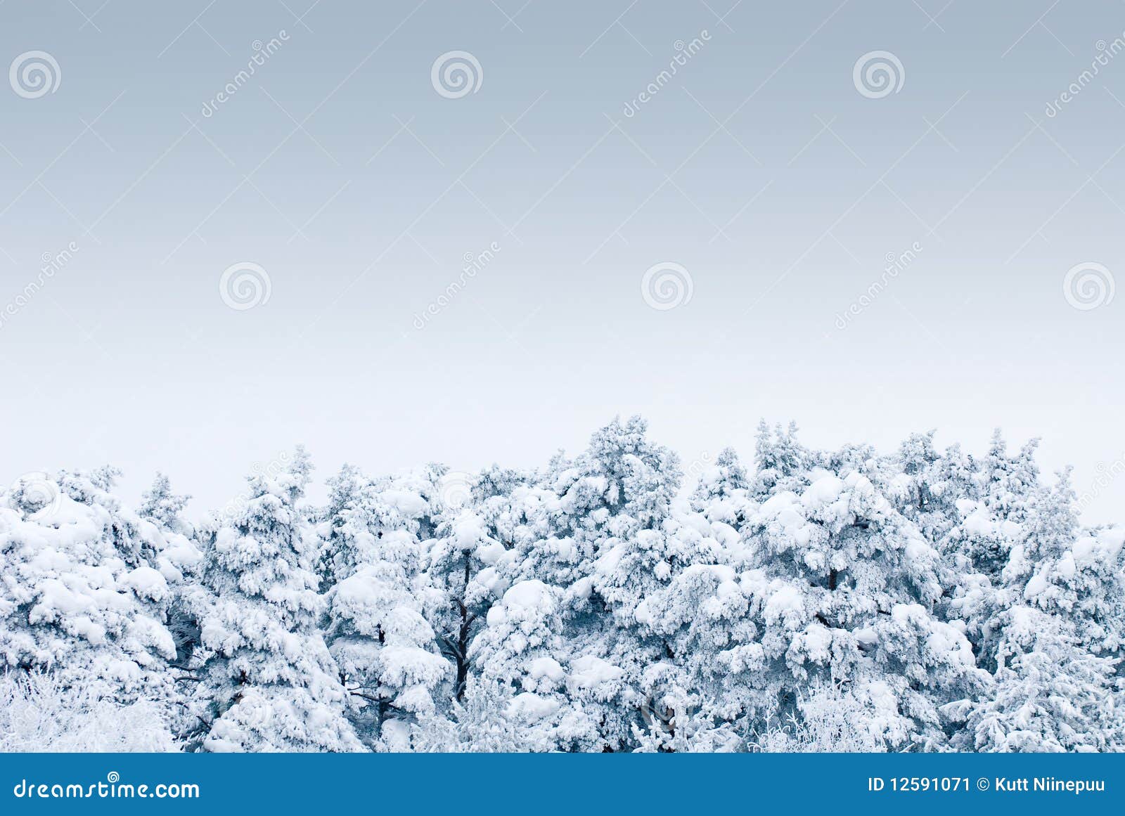 Trees under heavy snow stock image. Image of snow, snowfall - 12591071
