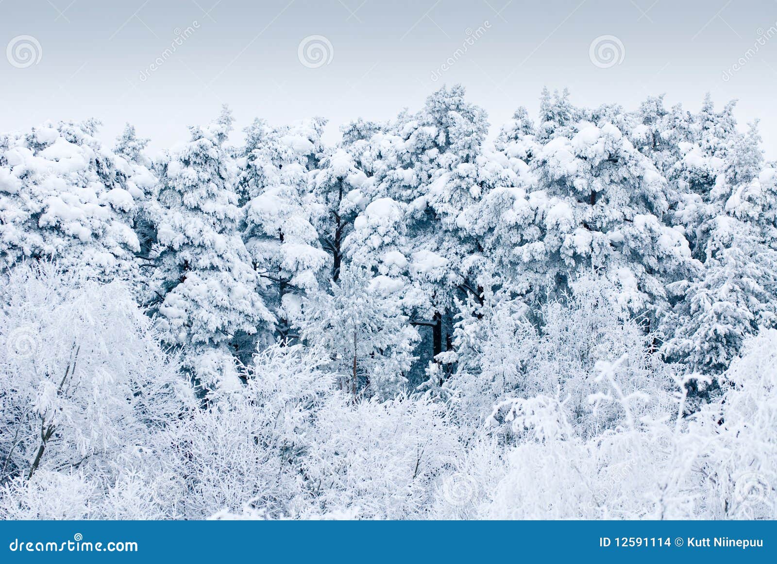 Heavy Snow Fell Cover Road At Night During Winter Season At Chitose ...