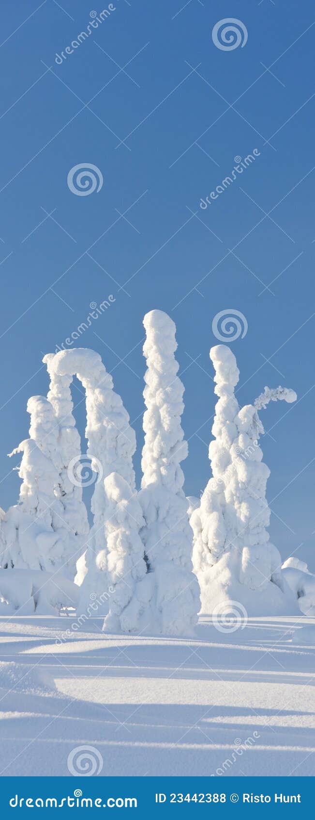 Trees Under Heavy Snow in Finland Stock Photo - Image of natural ...