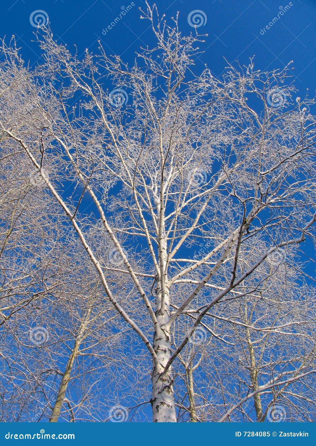 Trees under the hoar-frost stock image. Image of frost - 7284085