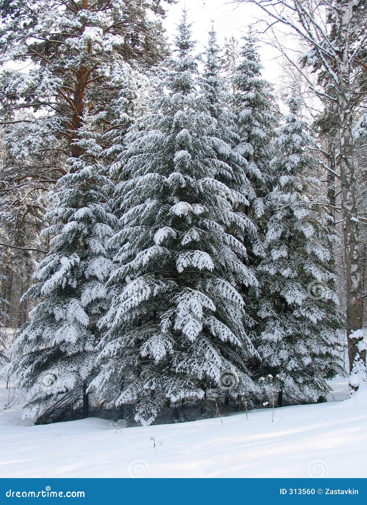 Trees under the snow stock photo. Image of verdure, spruce - 313560
