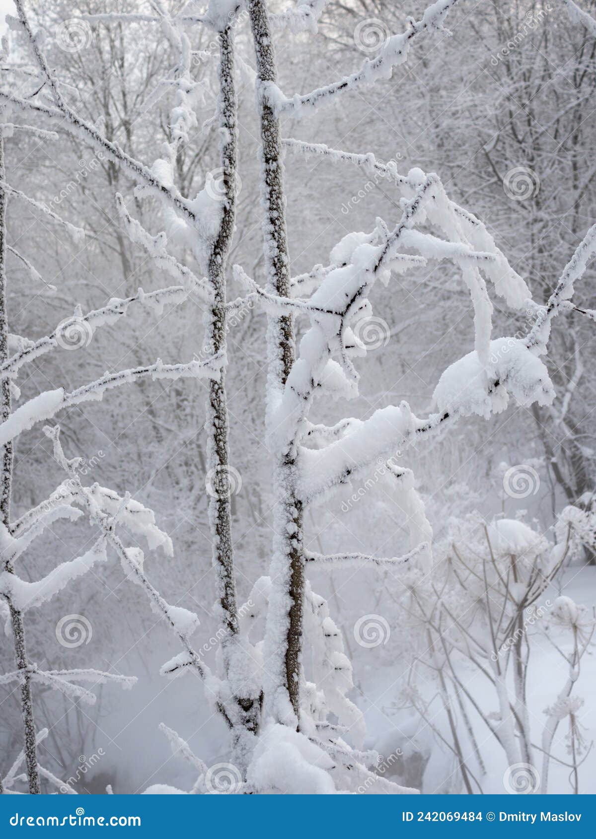Trees under the snow stock photo. Image of forest, landscape - 242069484