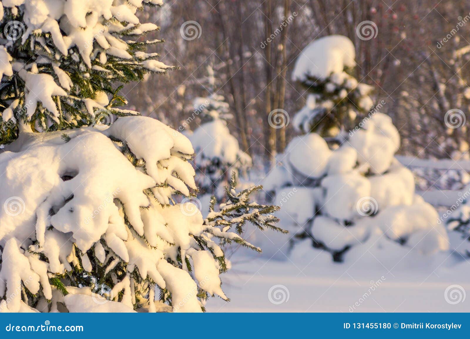 Winter Morning, Trees Under the Snow, a Lot of Snow, Snow Breaks Trees ...