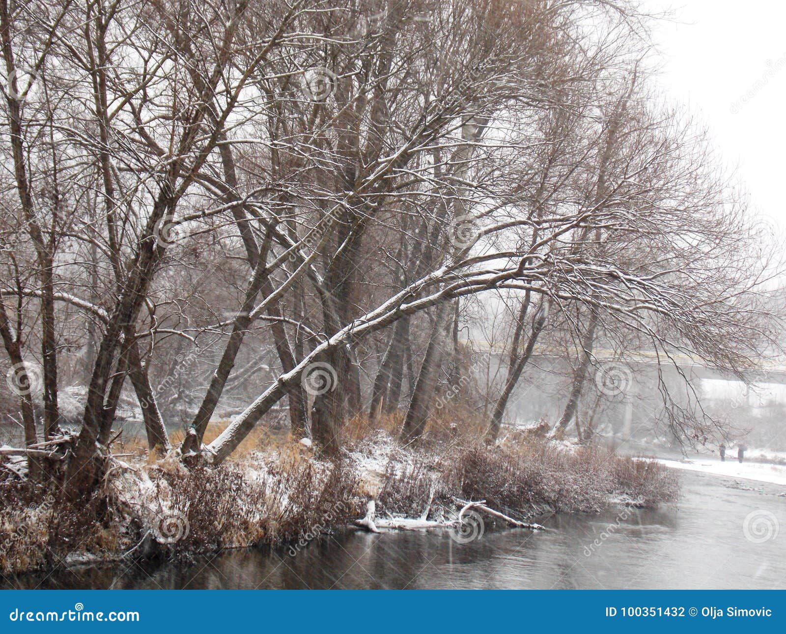 Trees stock photo. Image of branches, tree, winter, nature - 100351432