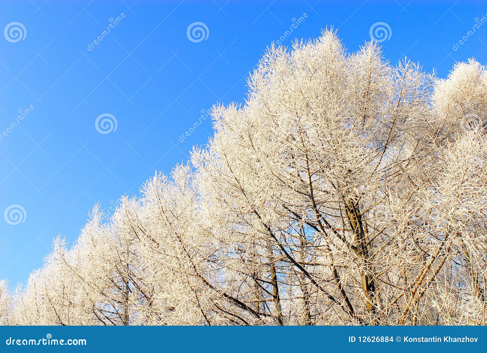 Trees Under Snow Over Blue Sky Stock Photo - Image of pure, grow: 12626884