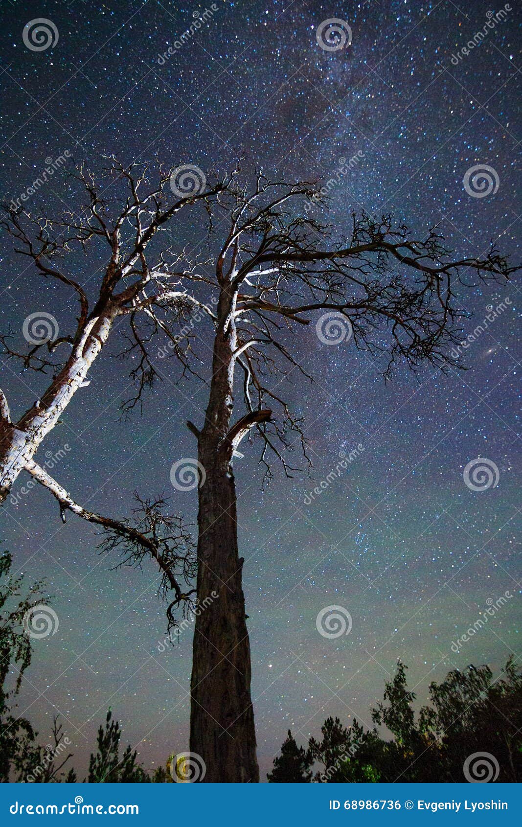 Trees under the starry sky stock photo. Image of stars - 68986736