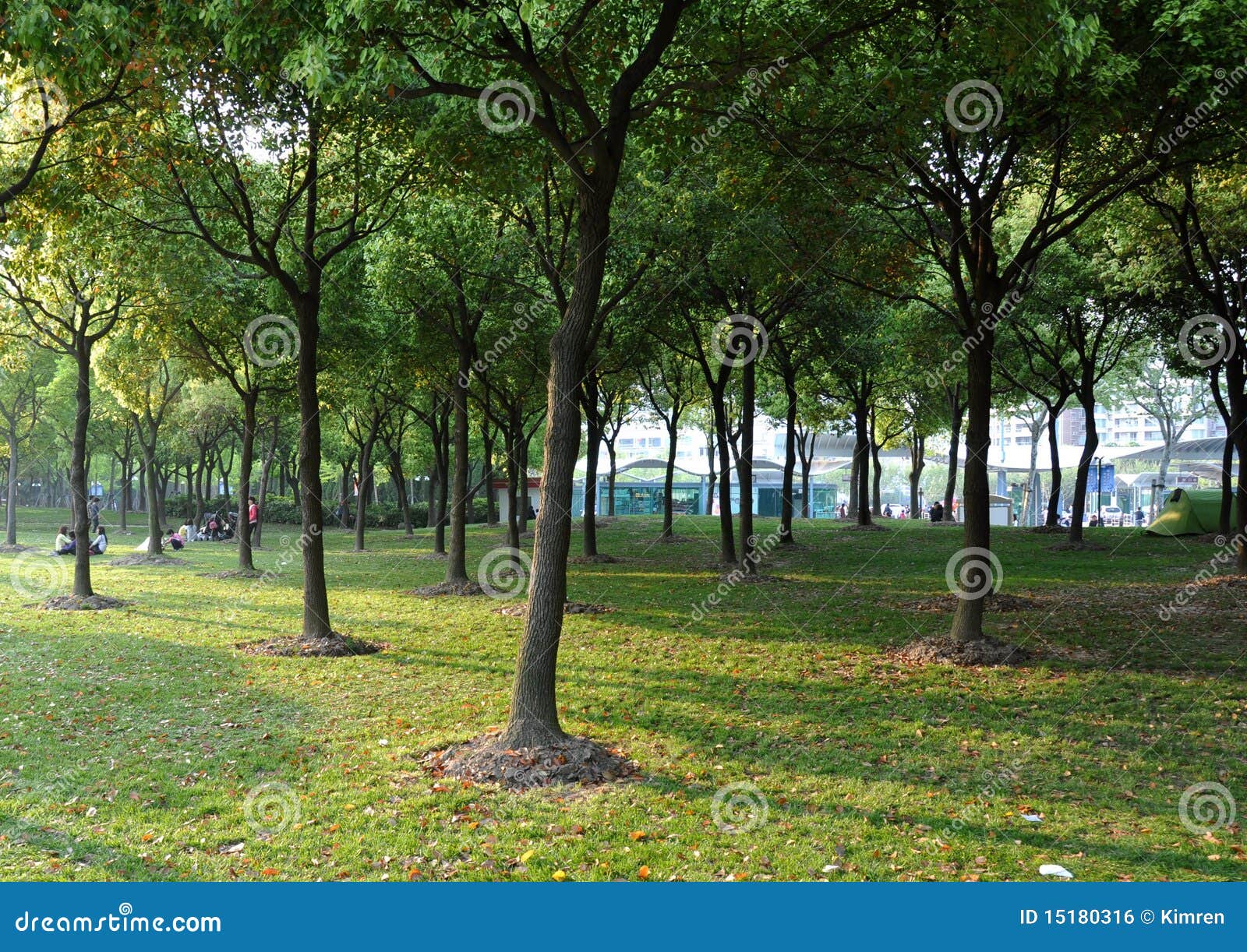 Trees under the sun stock photo. Image of field, nature - 15180316