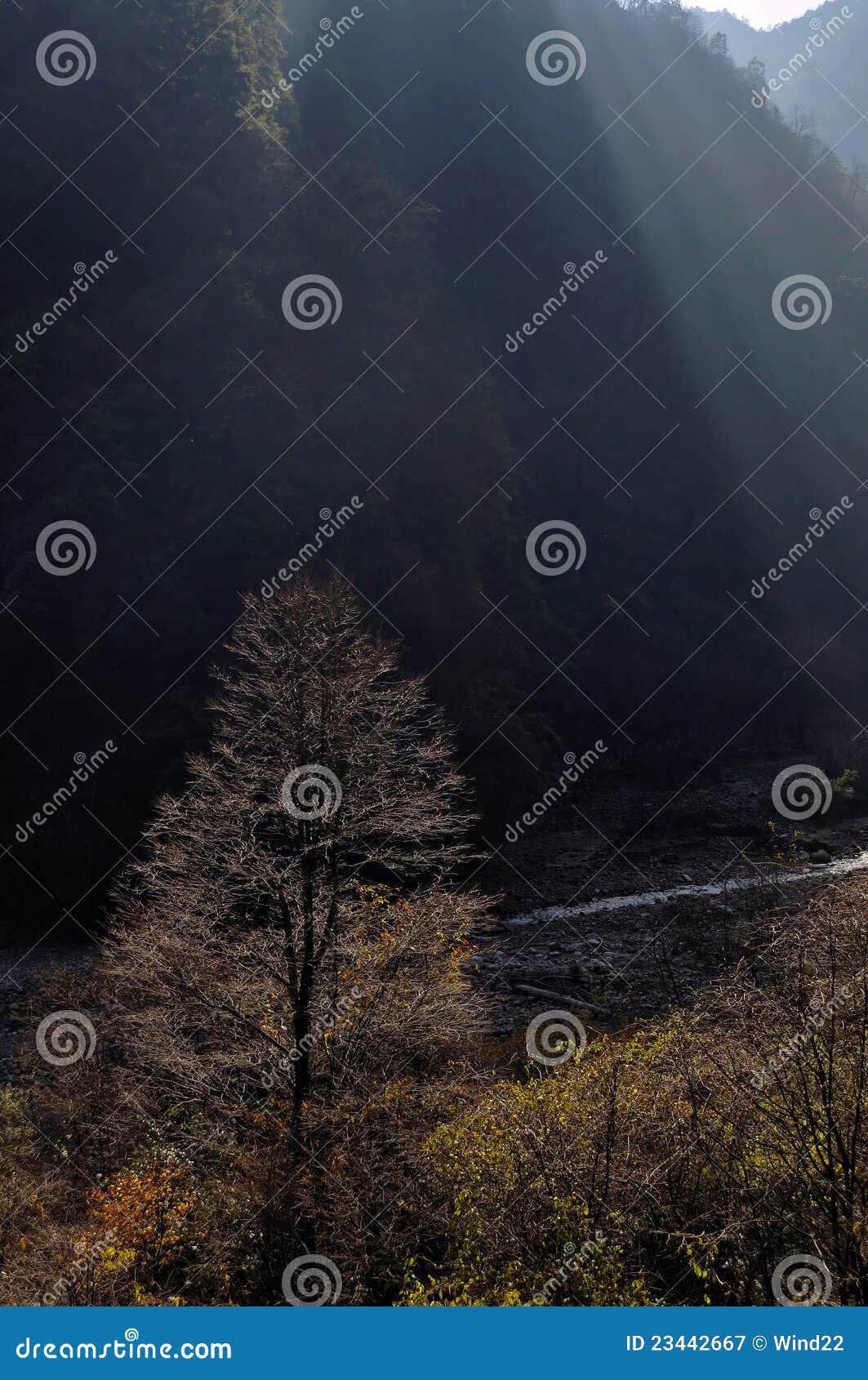 Trees under the sun stock image. Image of forest, phenomenon - 23442667