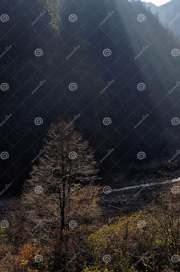 Trees under the sun stock image. Image of forest, phenomenon - 23442667