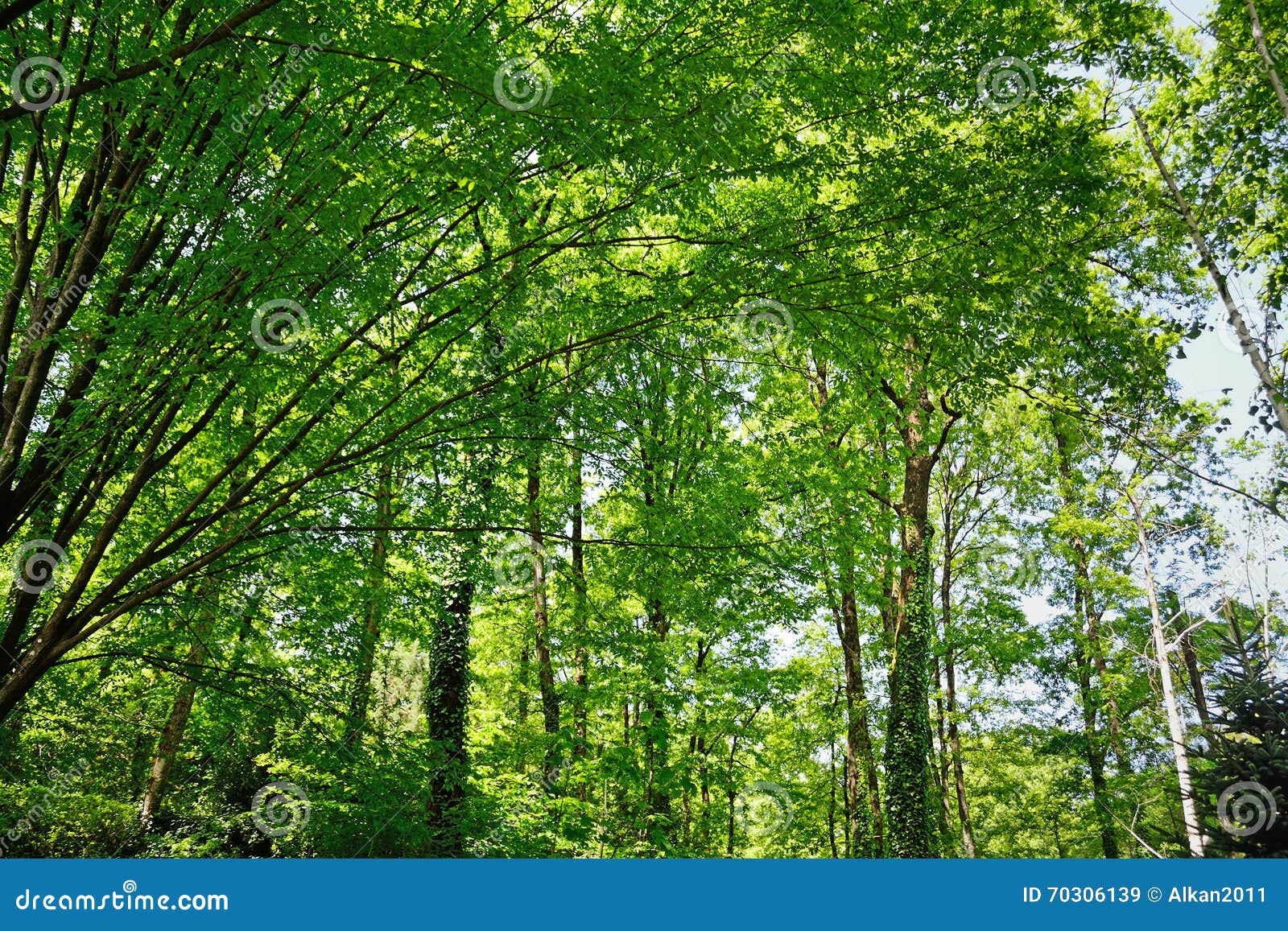 Trees under the sun stock image. Image of plants, landscape - 70306139