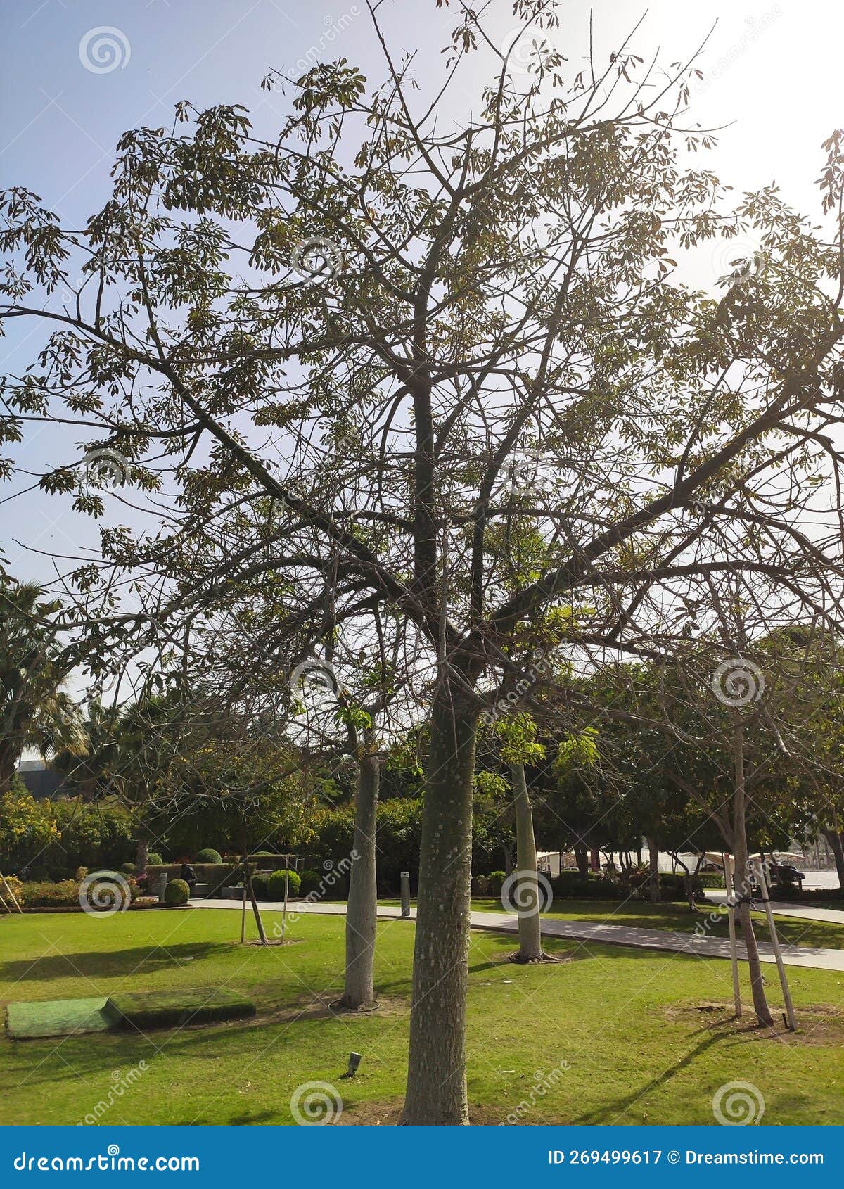 Trees under the sun light stock image. Image of blossom - 269499617