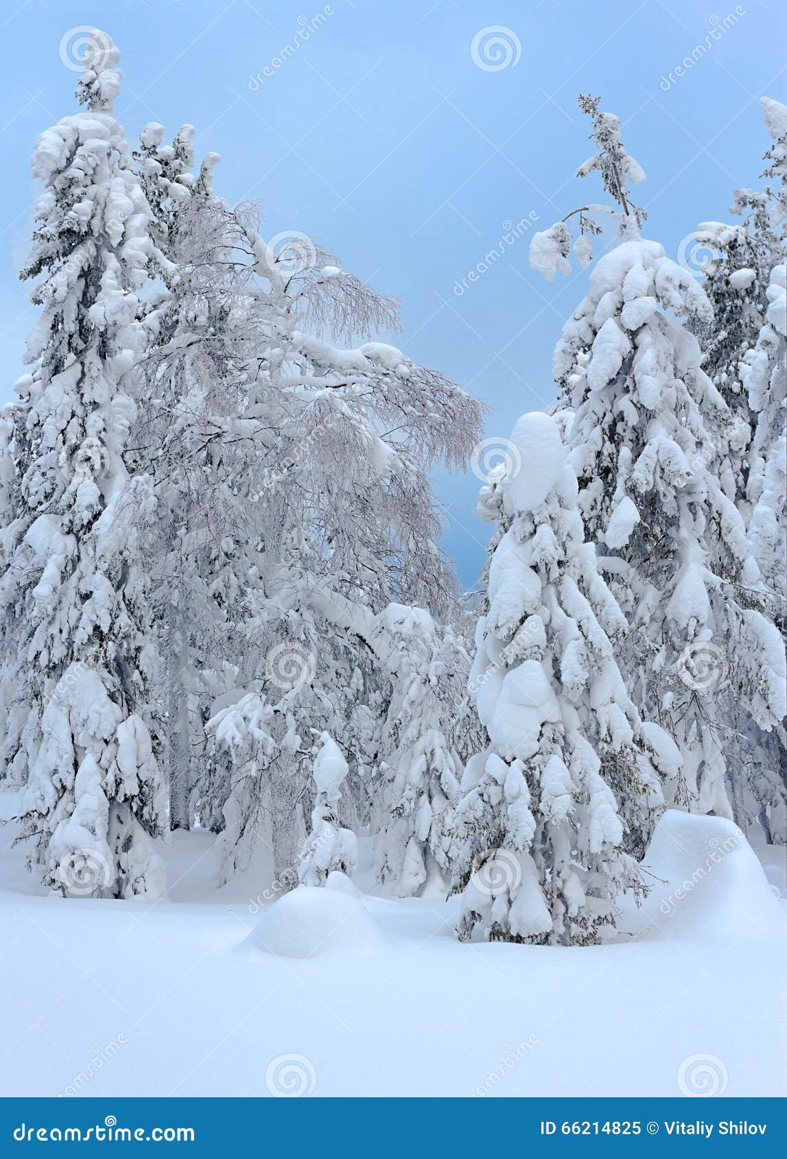 Trees Under a Thick Layer of Snow Stock Image - Image of outdoor ...