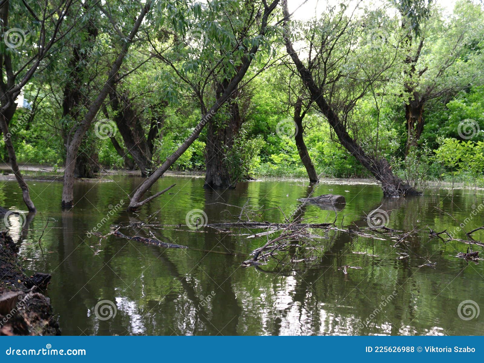 Trees Under Water after a Small Flood Stock Photo - Image of beautiful ...