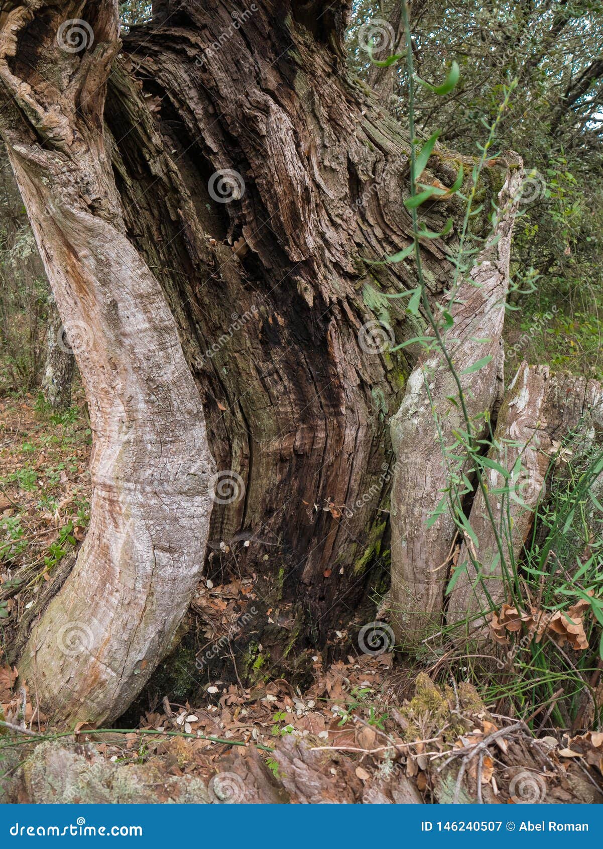 Trees with Unusual Shapes Due To Age Stock Image - Image of ...