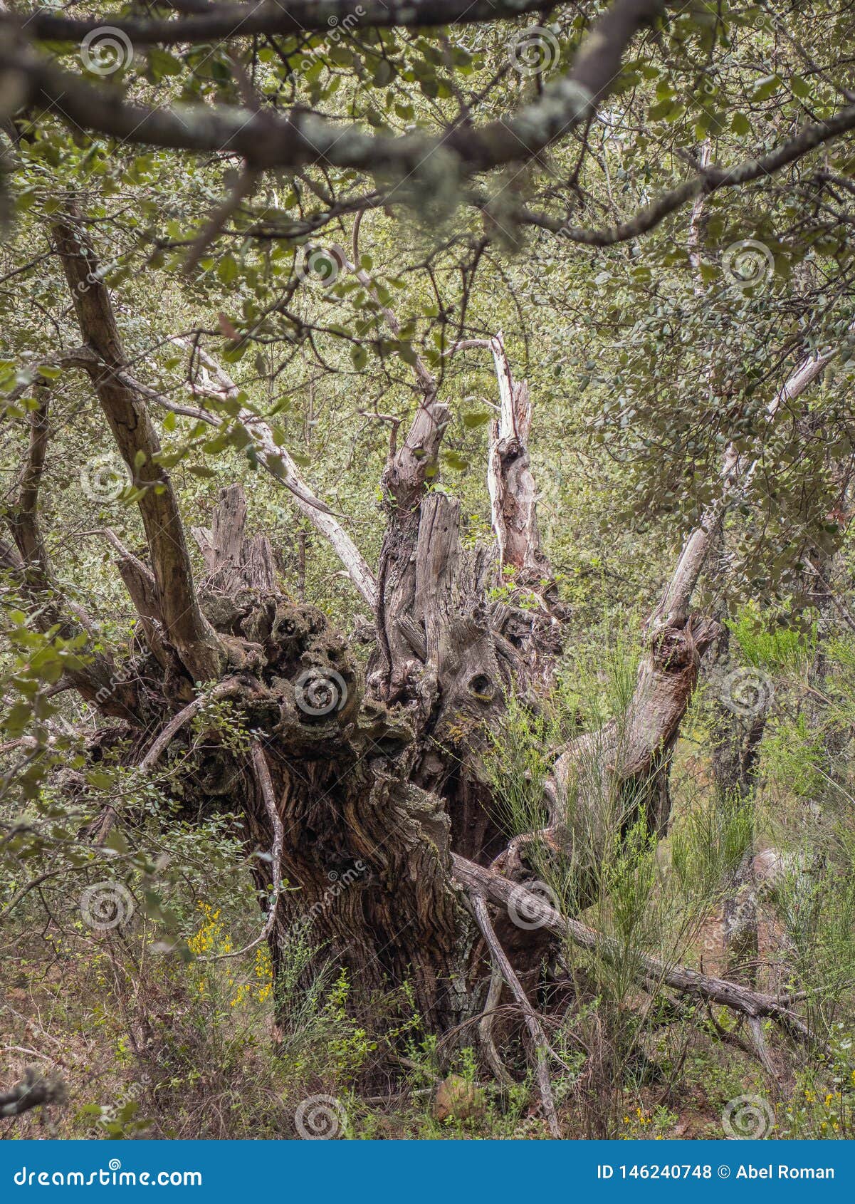 Trees with Unusual Shapes Due To Age Stock Photo - Image of holes ...