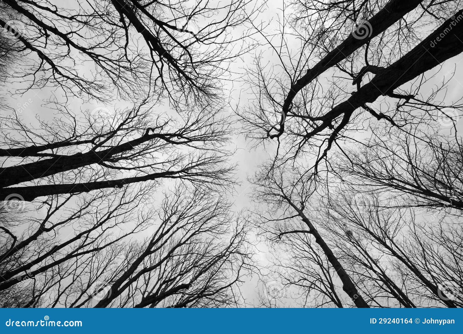 Trees up wide view stock photo. Image of background, trunk - 29240164