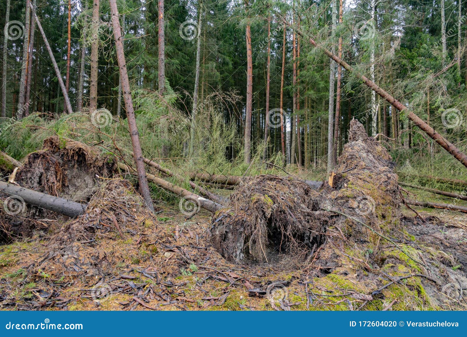 Trees Uprooted by Storm in the Forest Stock Photo - Image of branch ...
