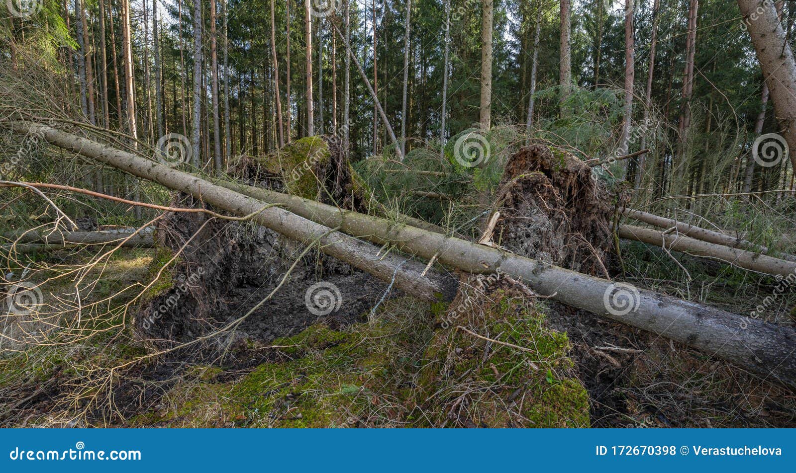 Trees Uprooted by Storm in the Forest Stock Photo - Image of fall, tree ...