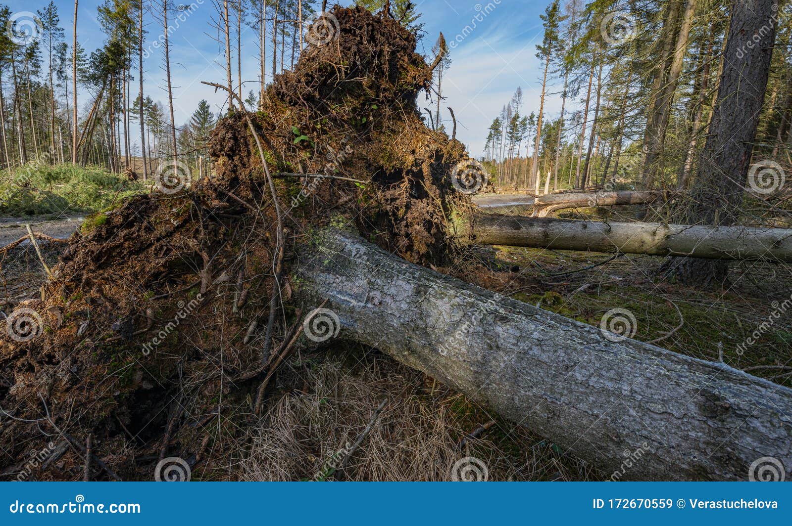 Trees Uprooted by Storm in the Forest Stock Image - Image of ...