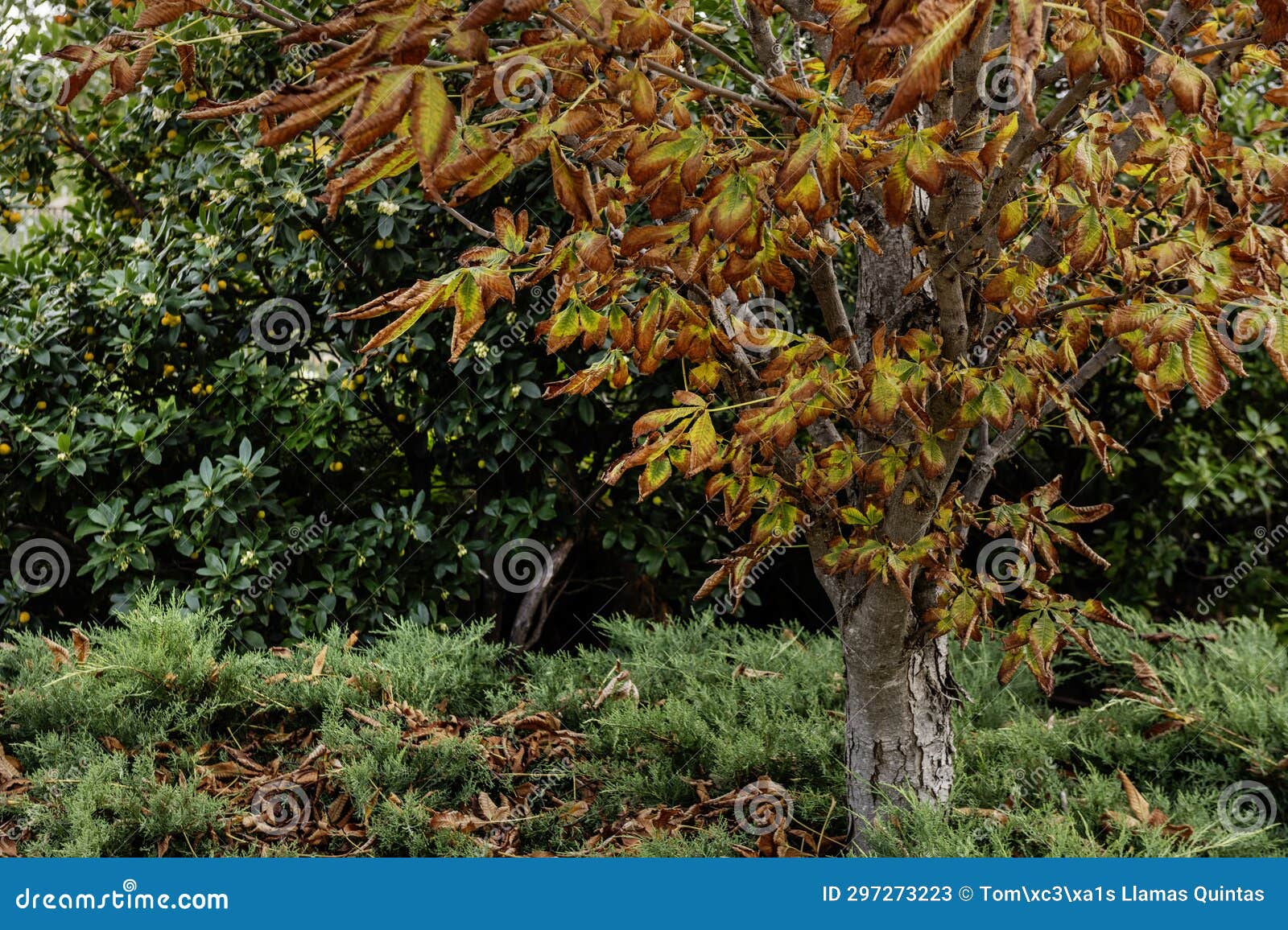 Trees in an Urban Park with Branches Loaded with Leaves that Fall in ...