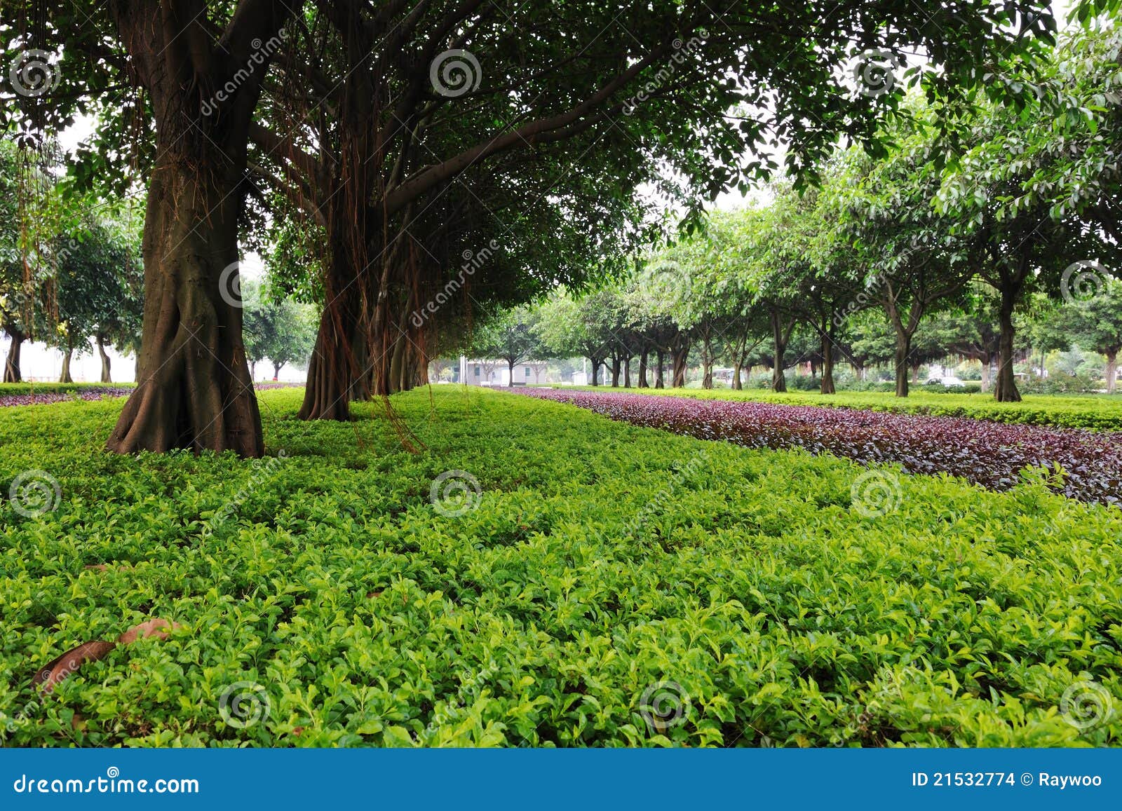 Trees on urban street stock photo. Image of grass, nature - 21532774