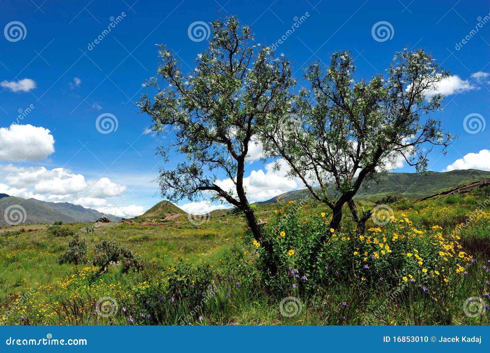 Trees in Urubamba Valley, Peru Stock Photo - Image of cusco ...