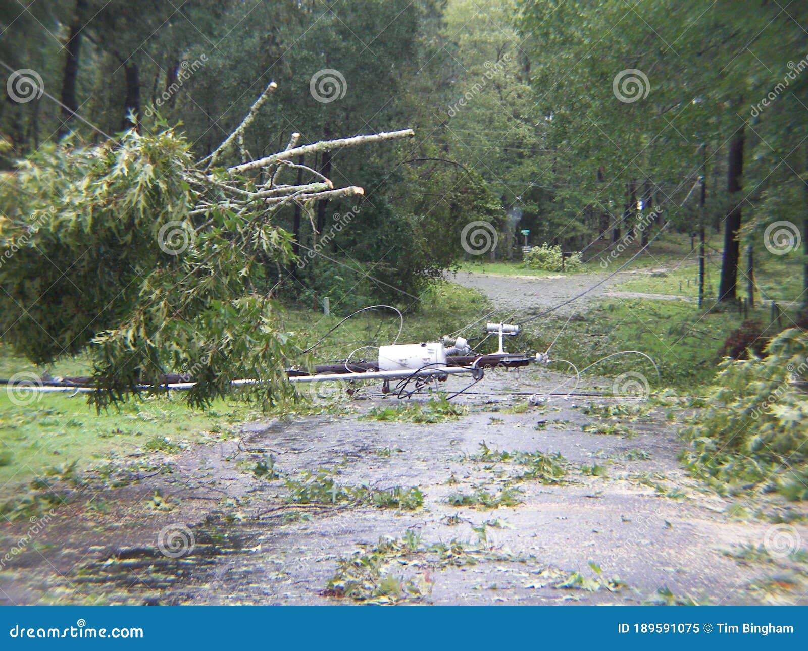 Trees and Utility Lines Down after Storm Stock Image - Image of tree ...