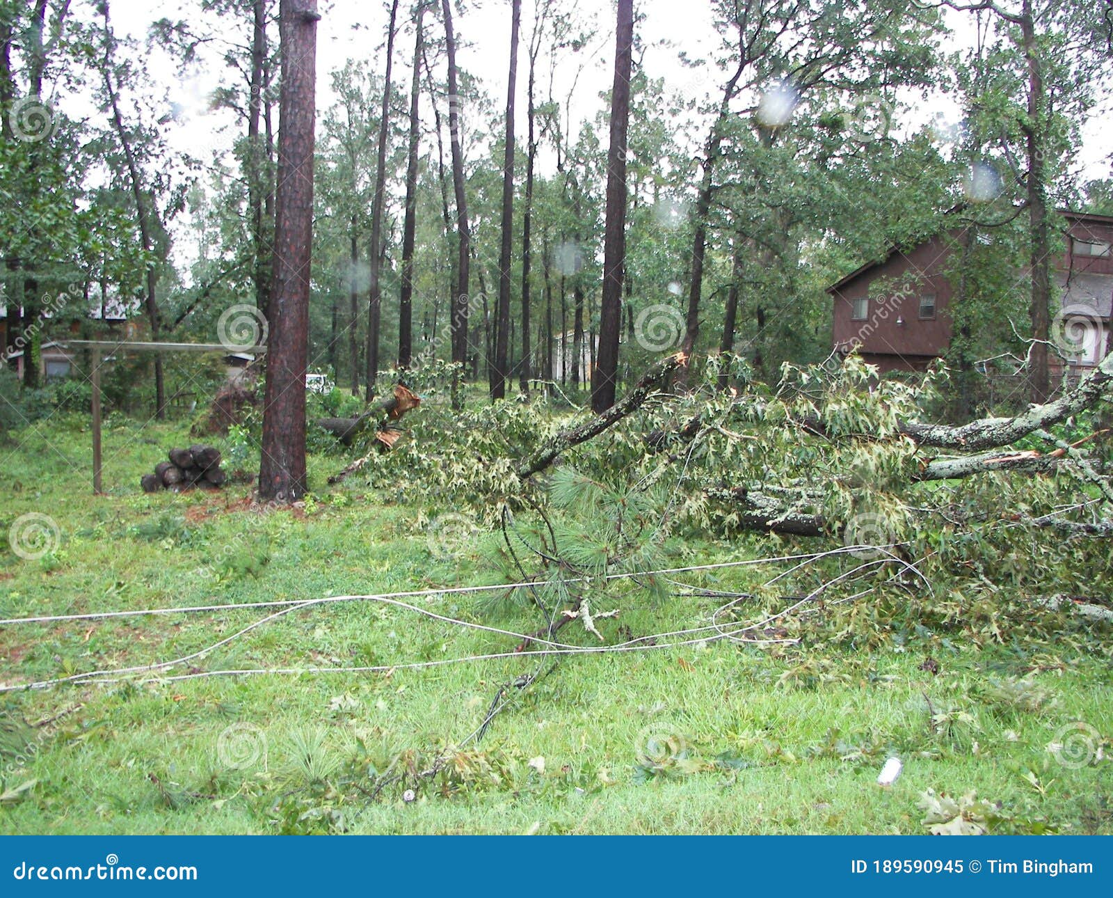 Trees and Utility Lines Down after Storm Stock Image - Image of weather ...