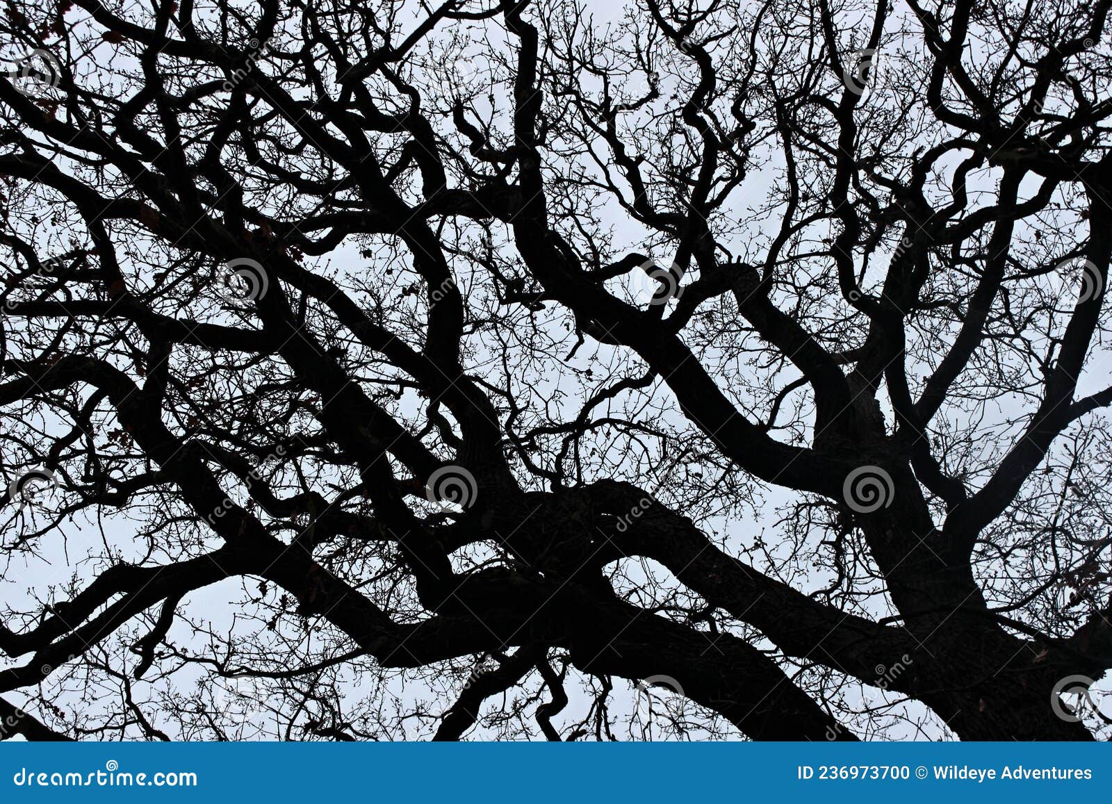 Trees | Veins of Life | Tree Branches Stock Photo - Image of shadow ...