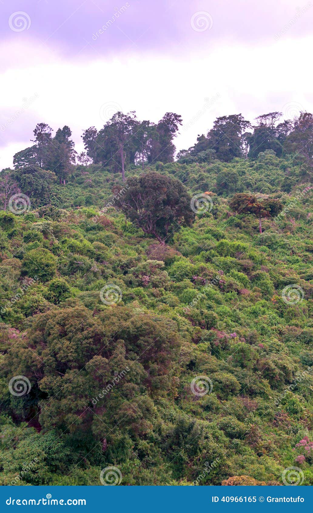 Trees in vertical stock image. Image of garden, background - 40966165
