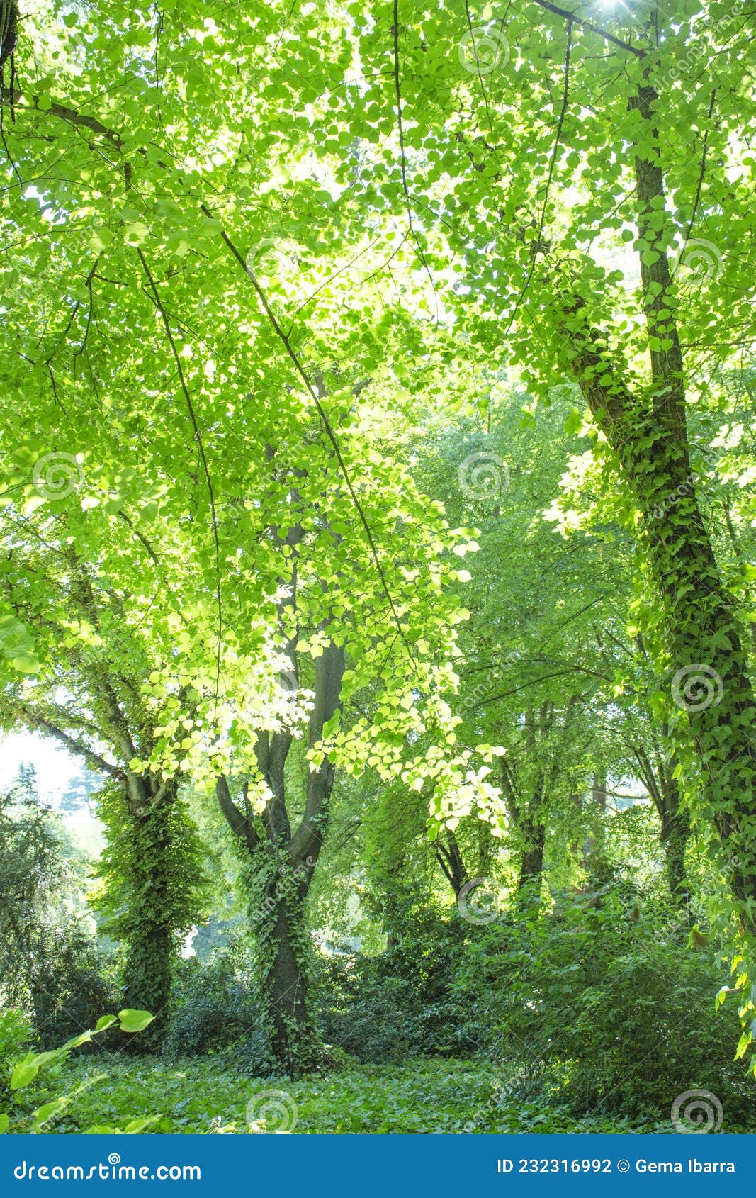 Trees with Very Green Leaves in a Forest Stock Photo - Image of natural ...
